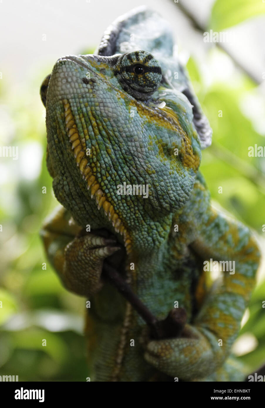 Chamaeleonidae hi-res stock photography and images - Alamy