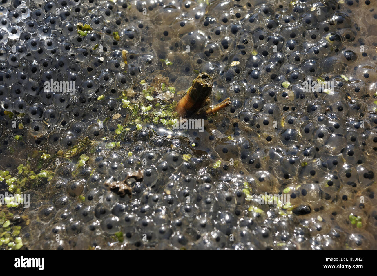 Frogspawn hi-res stock photography and images - Alamy