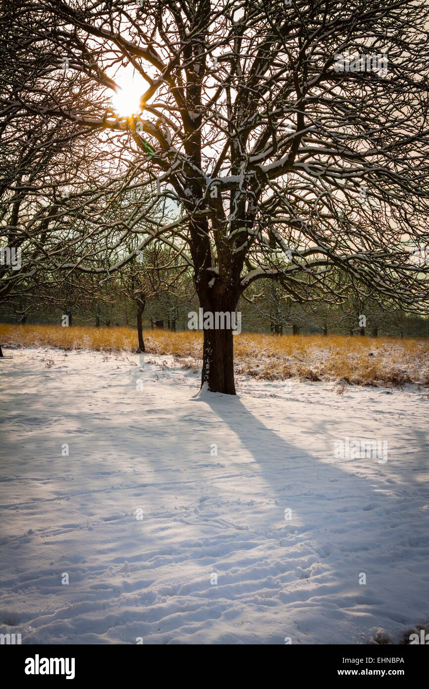 Wintry scenes hi-res stock photography and images - Alamy