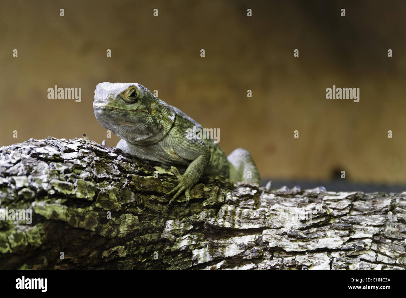 Lizards hi-res stock photography and images - Alamy