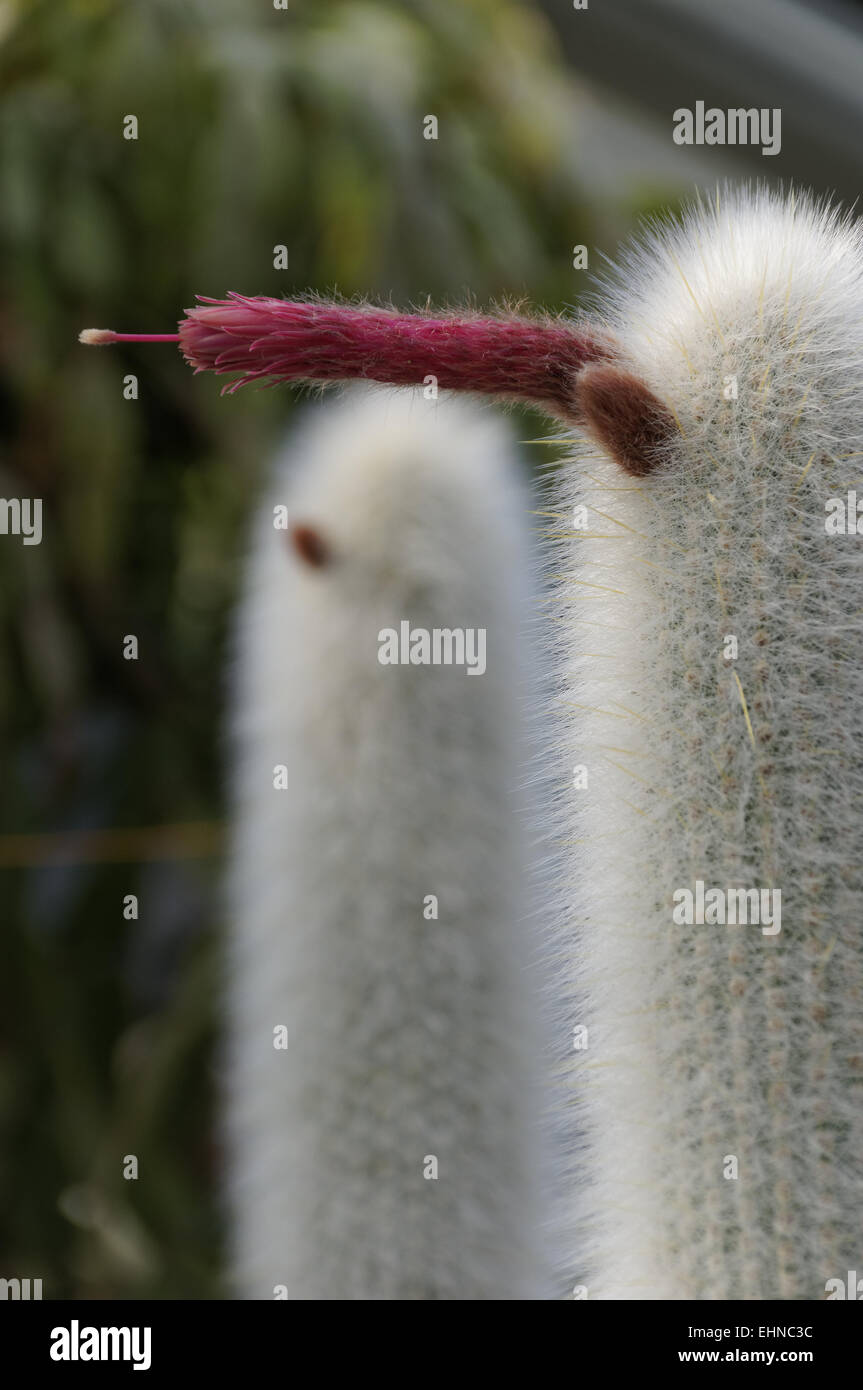 Columnar cactus hi-res stock photography and images - Alamy