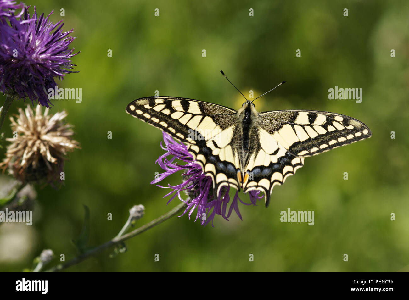 Papilio machaon, swallowtail butterfly Stock Photo - Alamy