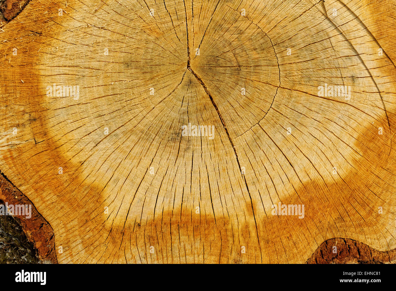 cut out tree trunk with annual rings Stock Photo - Alamy