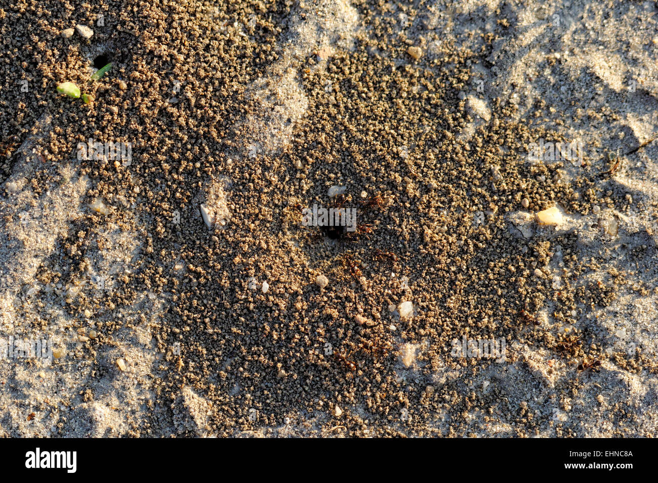 ants and ant hill Stock Photo - Alamy
