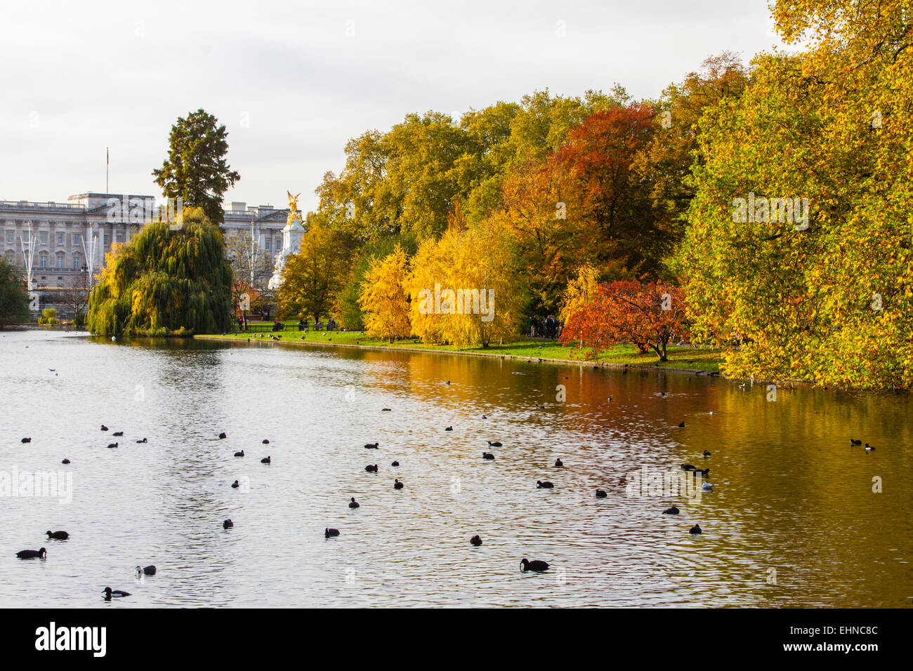 Tree of trees buckingham palace hi-res stock photography and images - Alamy