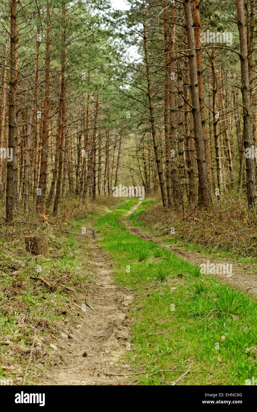 dirt road in the forest Stock Photo - Alamy