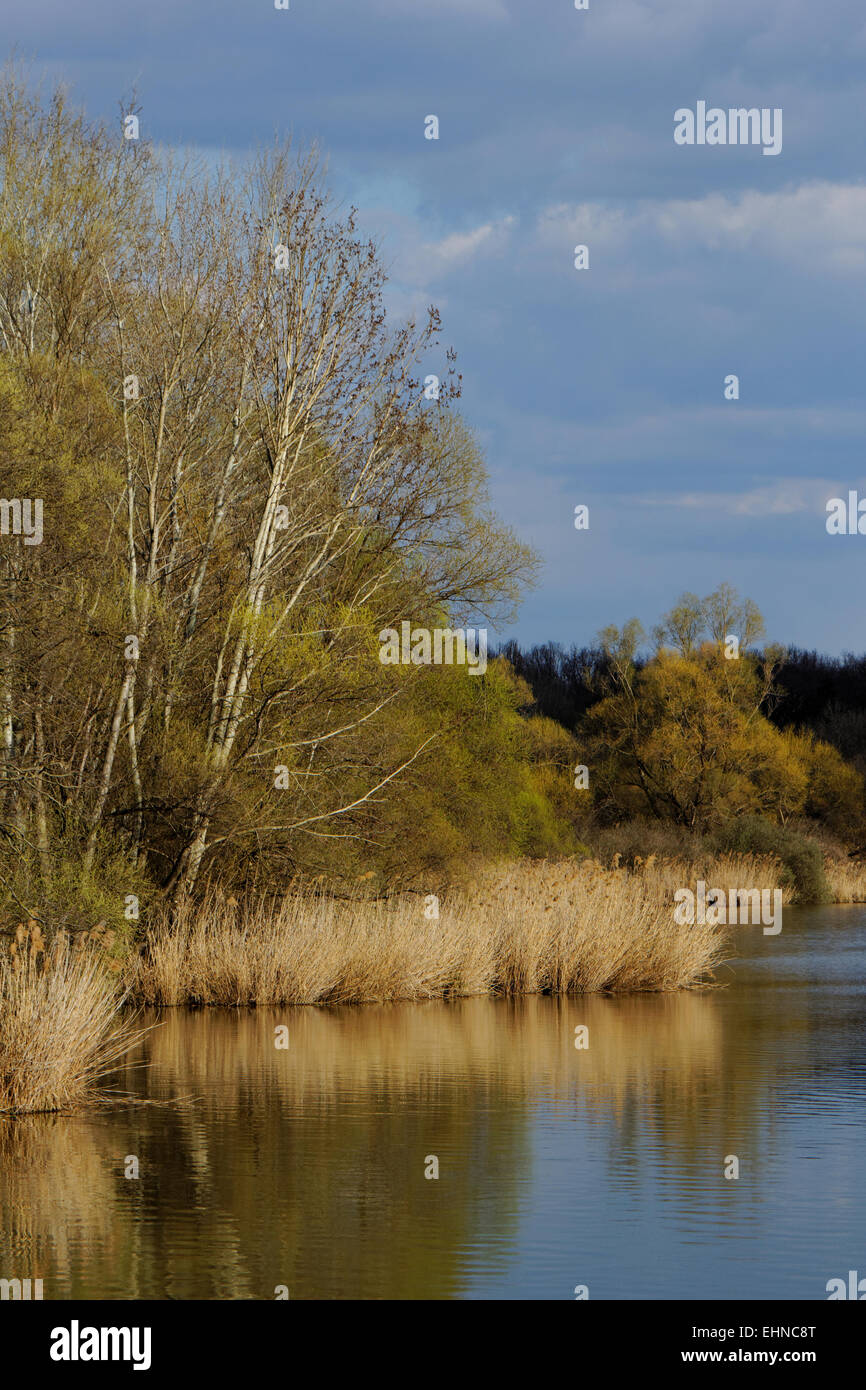 reedy lakeside with trees and cloudy sky Stock Photo - Alamy