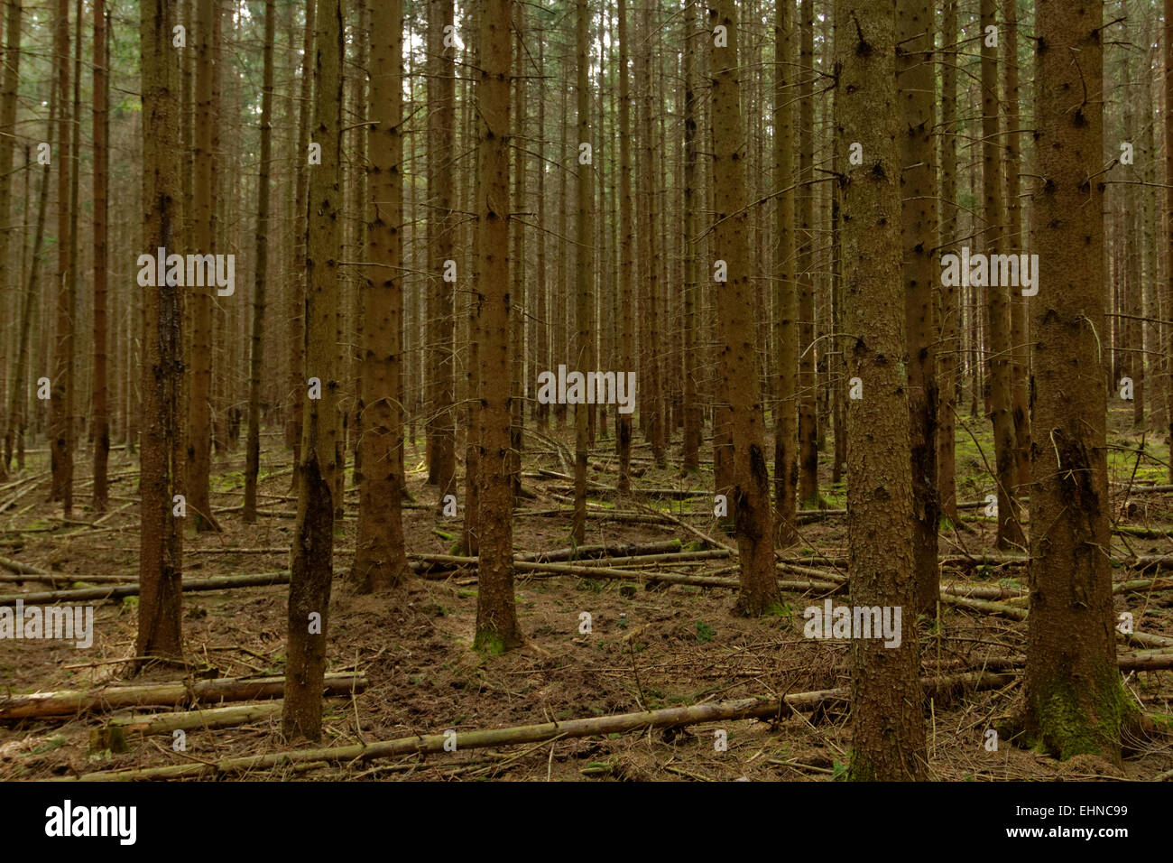 Dense pine forest hi-res stock photography and images - Alamy