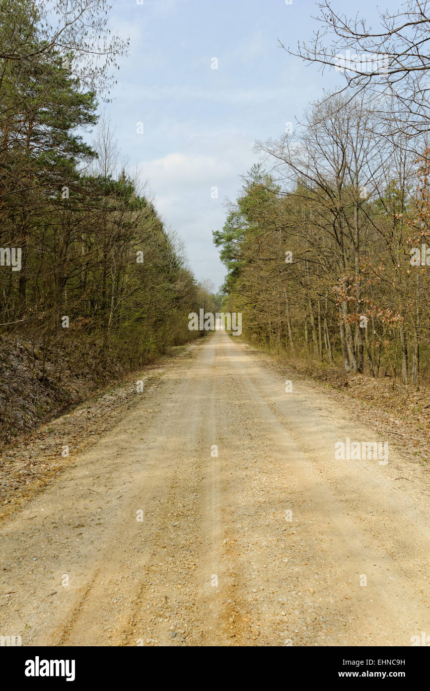 dirt road in the forest Stock Photo - Alamy