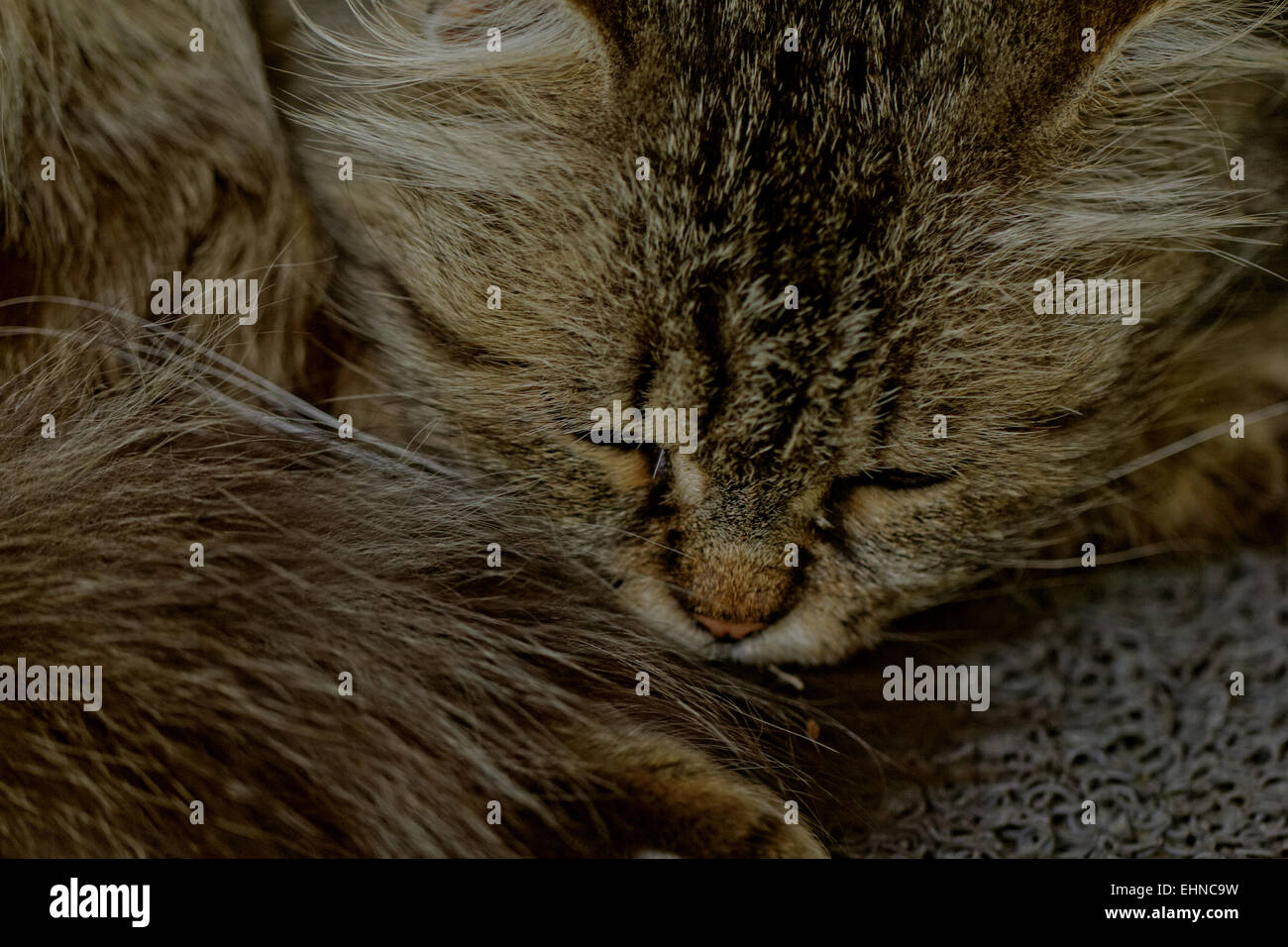portrait about a sleeping cat Stock Photo - Alamy