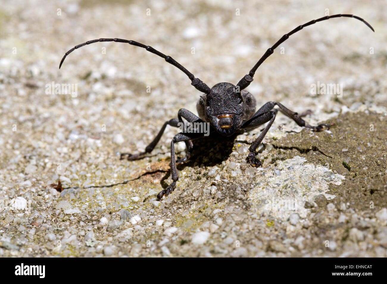Weaver beetle hi-res stock photography and images - Alamy