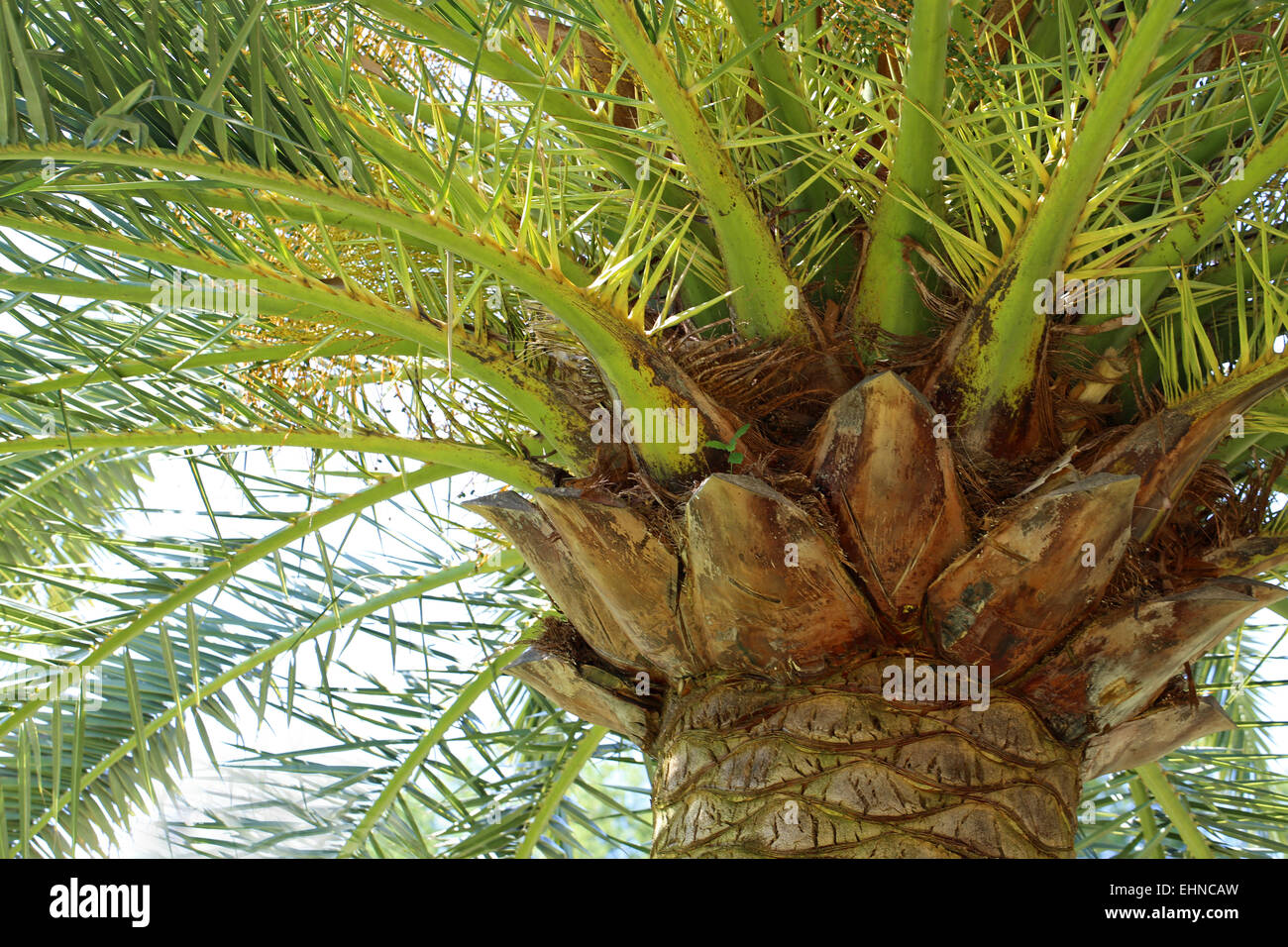 Date tree hi-res stock photography and images - Alamy