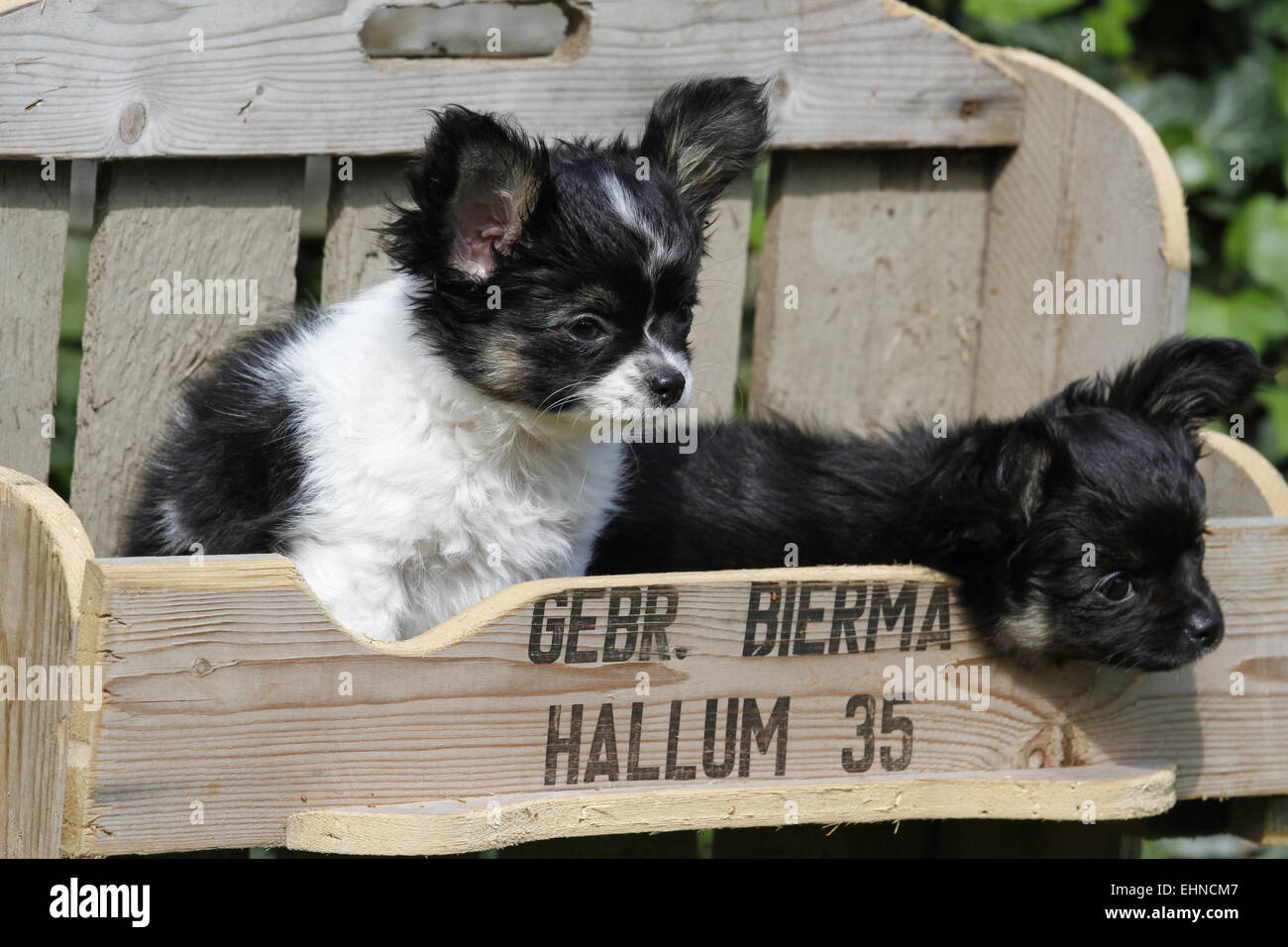 Chihuahuas hi-res stock photography and images - Alamy