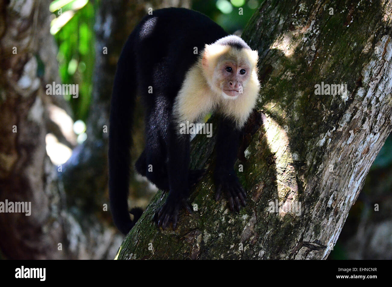 Monkey in Costa Rica Stock Photo - Alamy