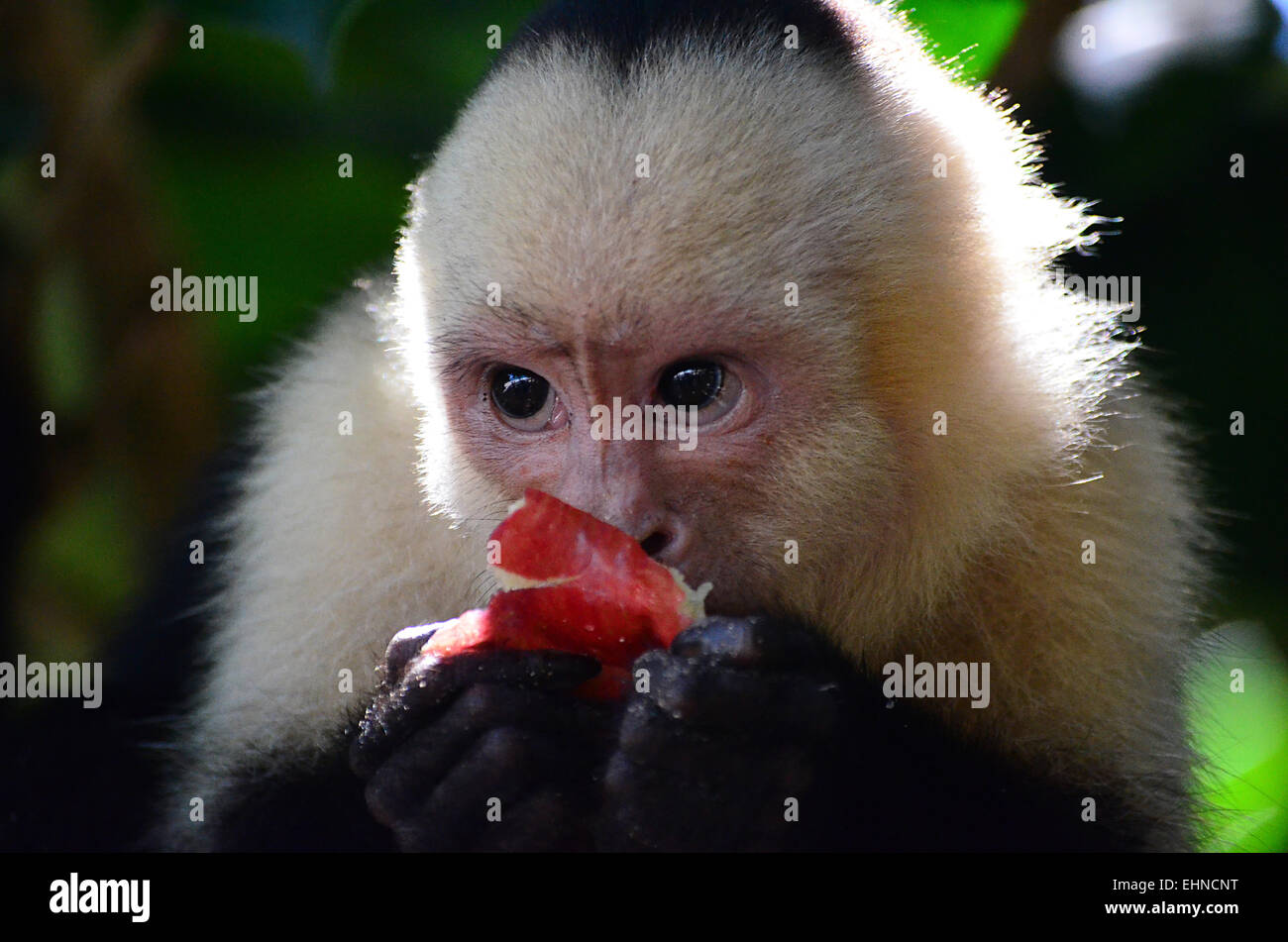 Monkey in Costa Rica Stock Photo - Alamy