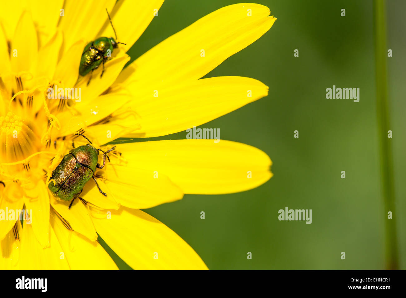 Cryptocephalus hi-res stock photography and images - Alamy