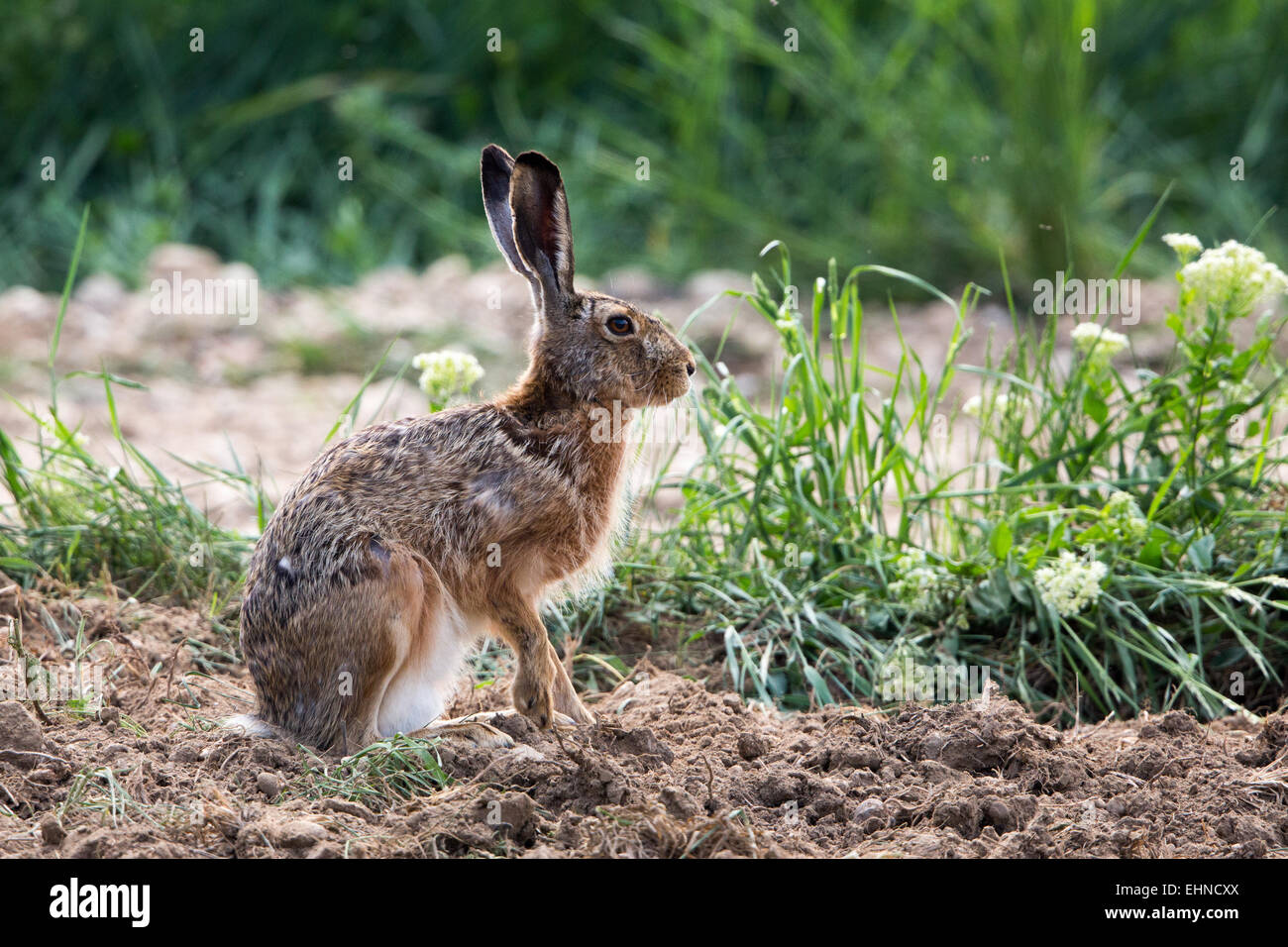 De hase hi-res stock photography and images - Alamy