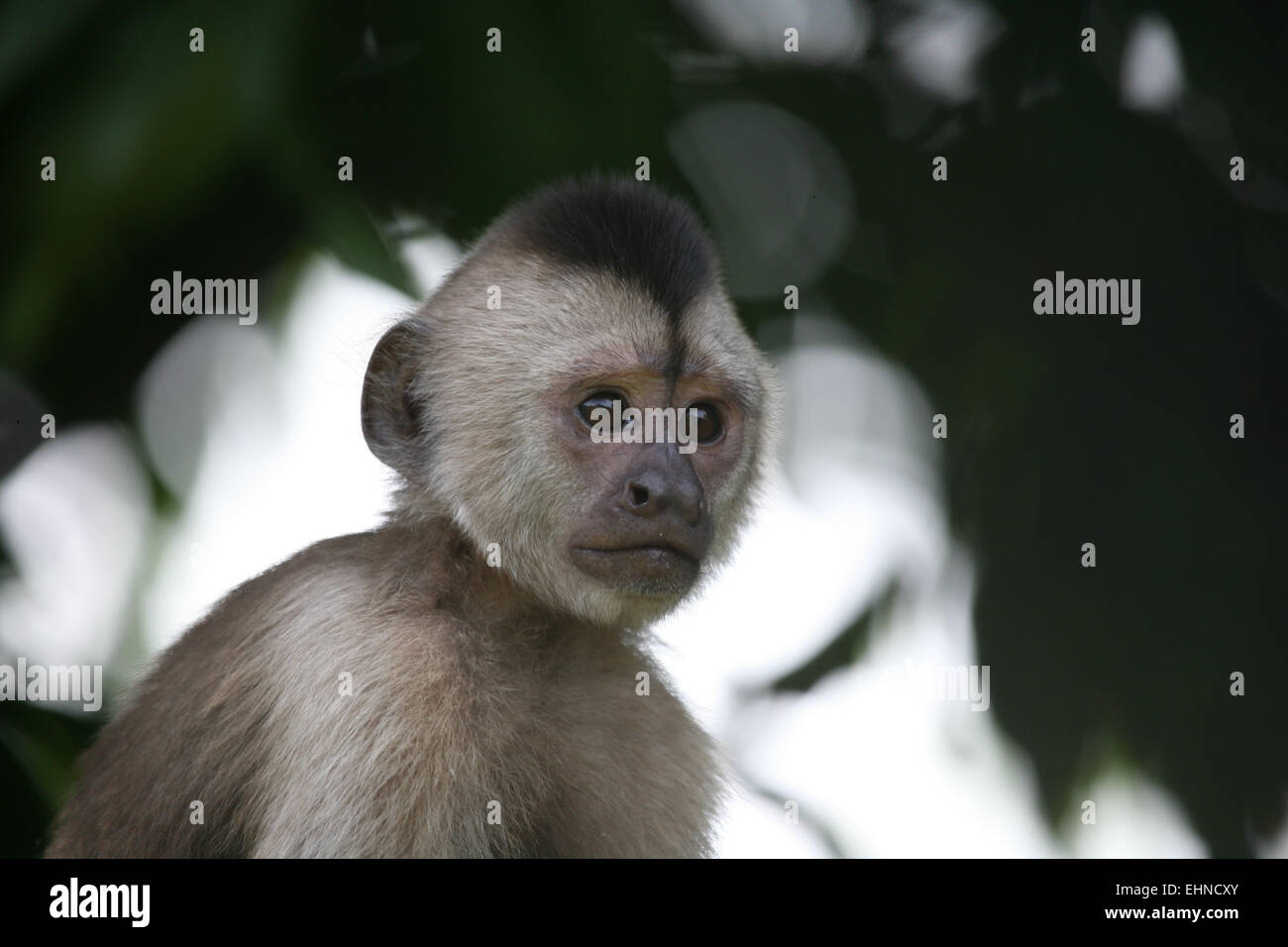 Kaapor capuchin hi-res stock photography and images - Alamy