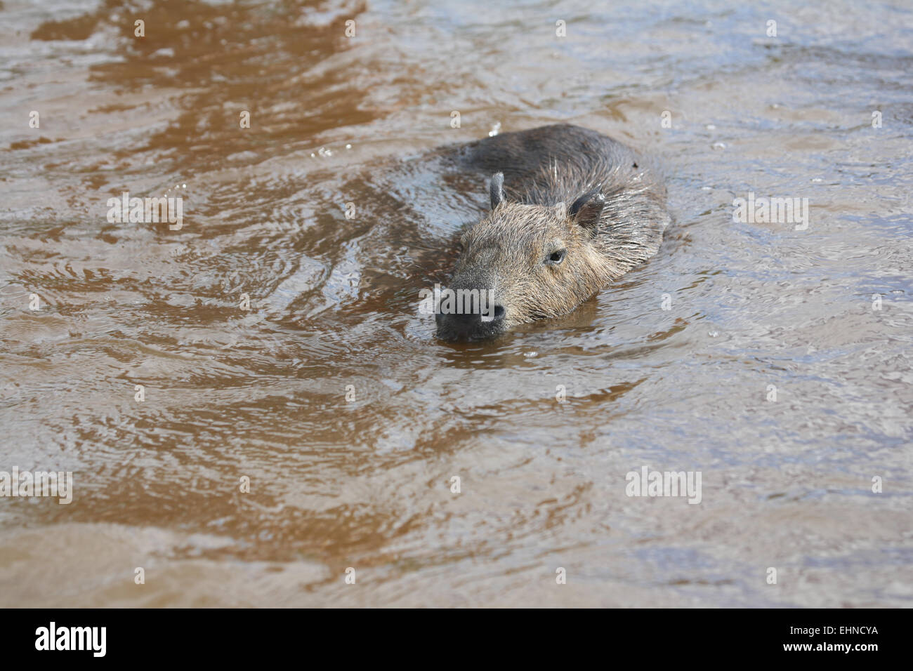 Capybara icon hi-res stock photography and images - Alamy