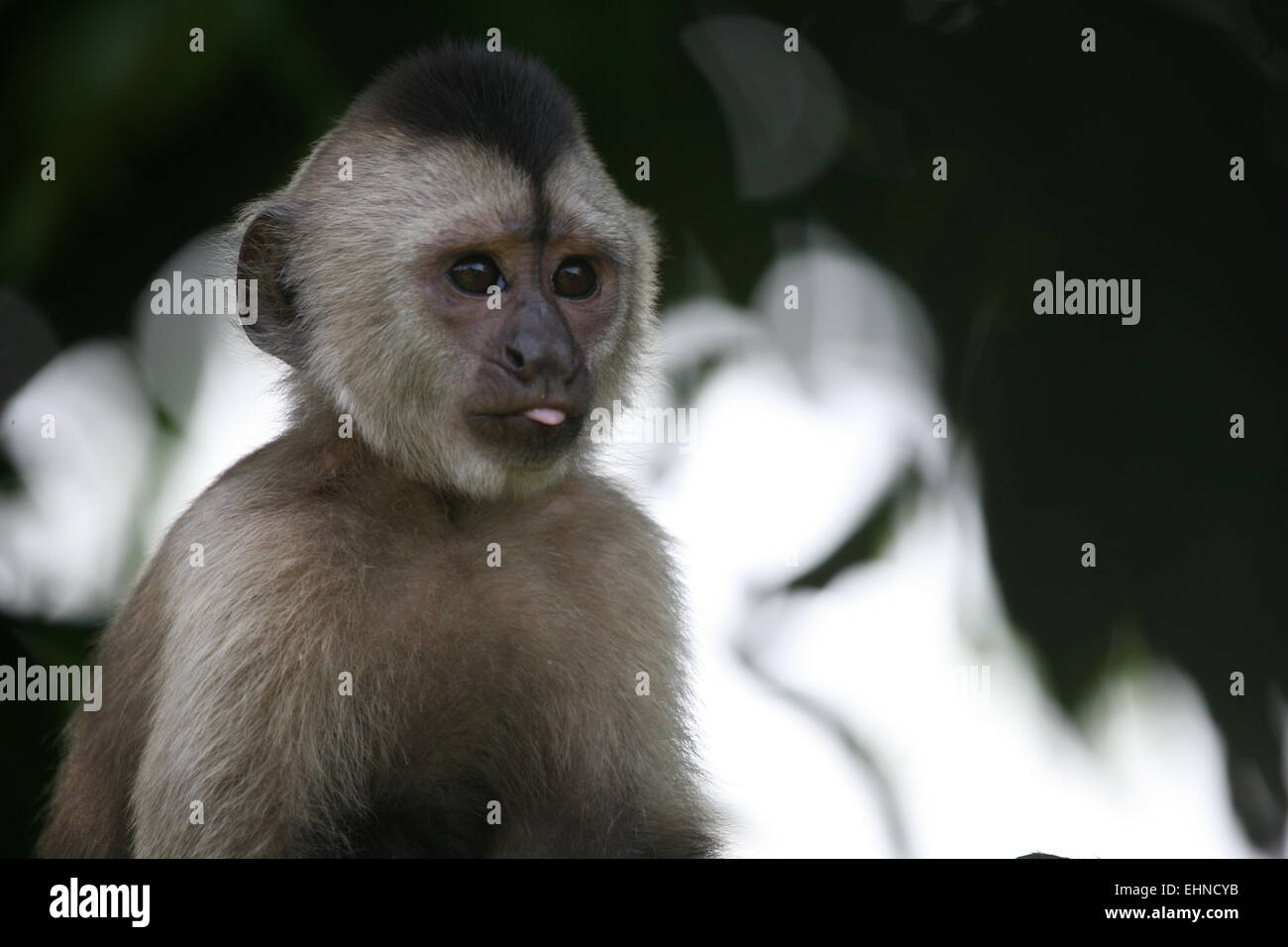 Wedge-capped capuchin Stock Photo: 79761791 - Alamy