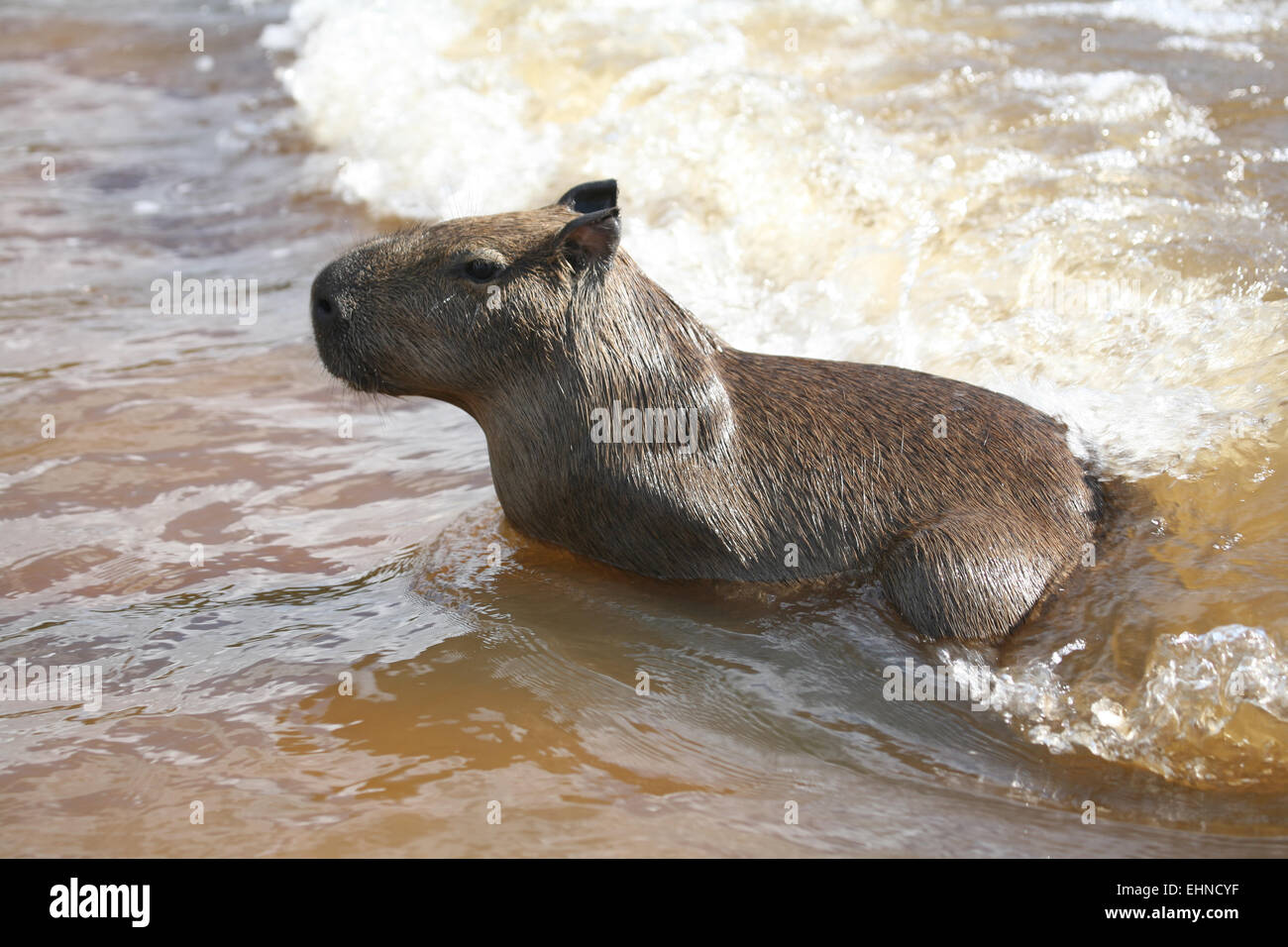 Capybara rainforest hi-res stock photography and images - Alamy