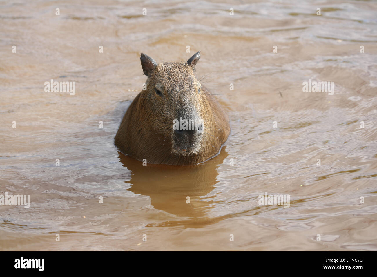 Capybara rainforest hi-res stock photography and images - Alamy