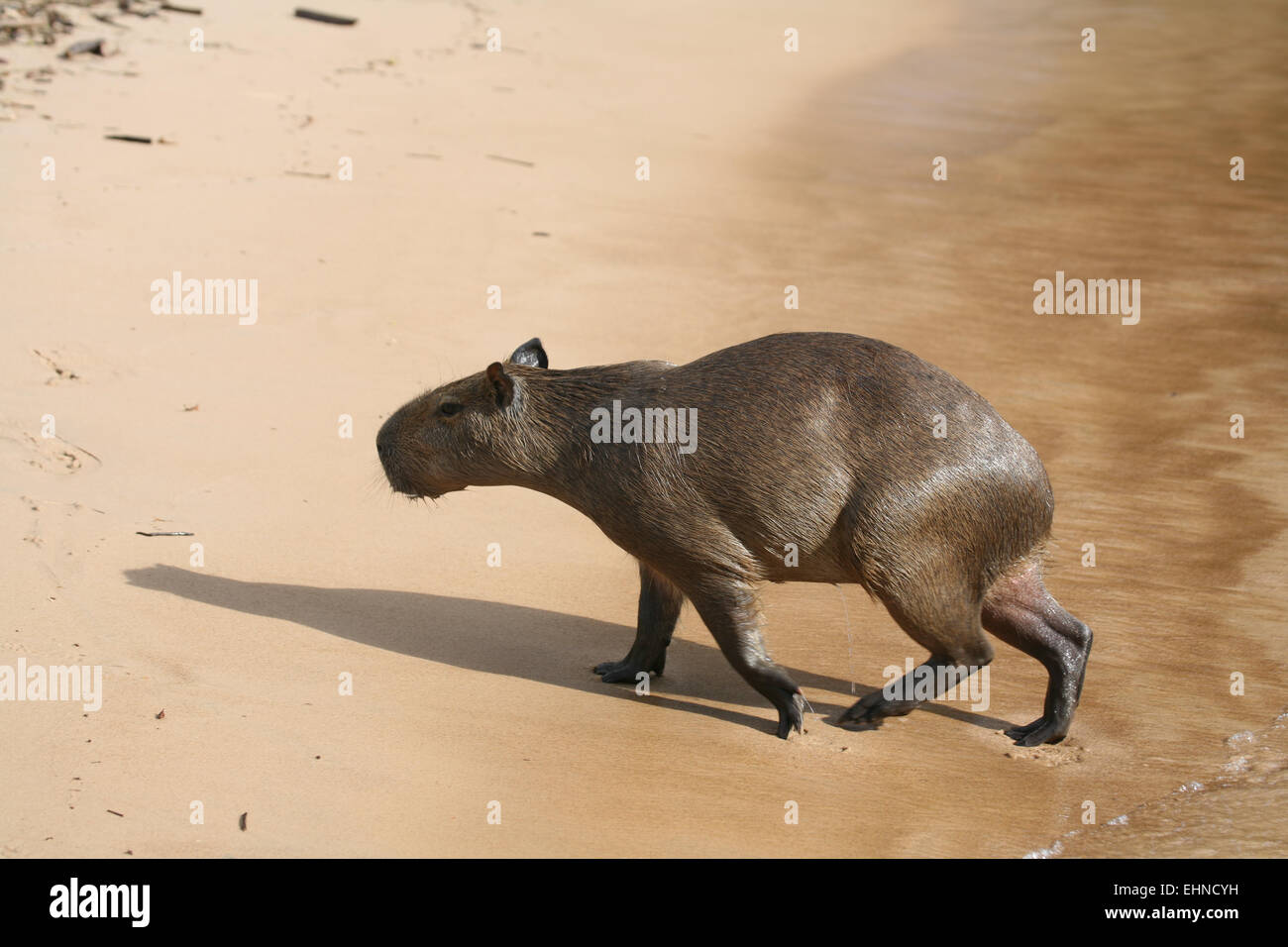 Capybara rainforest hi-res stock photography and images - Alamy