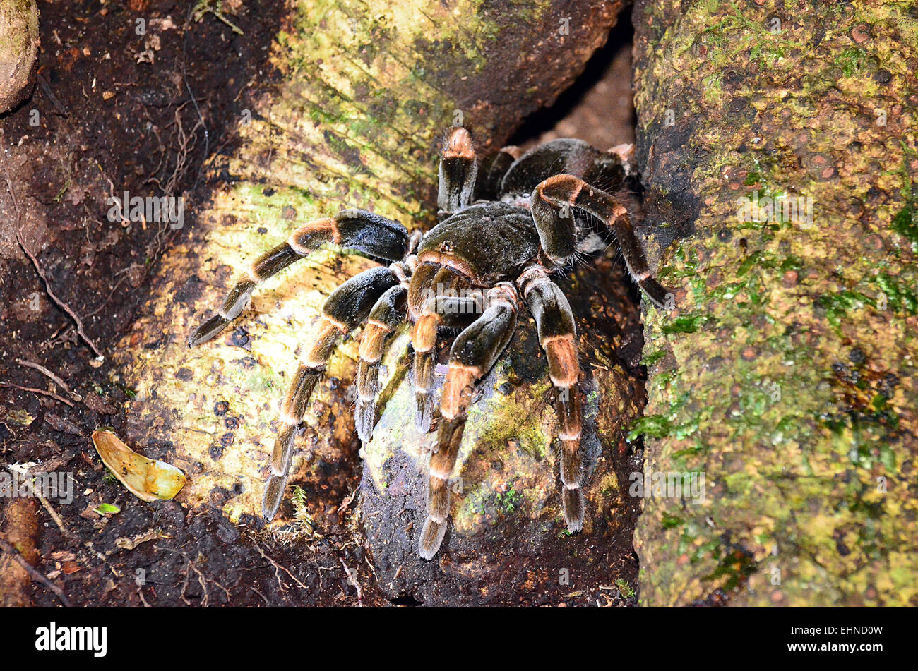 Tropical tarantula hi-res stock photography and images - Alamy