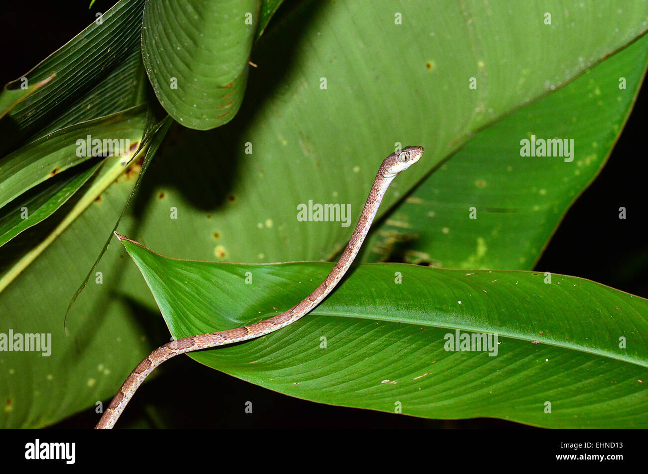 Snake in Costa Rica Stock Photo - Alamy