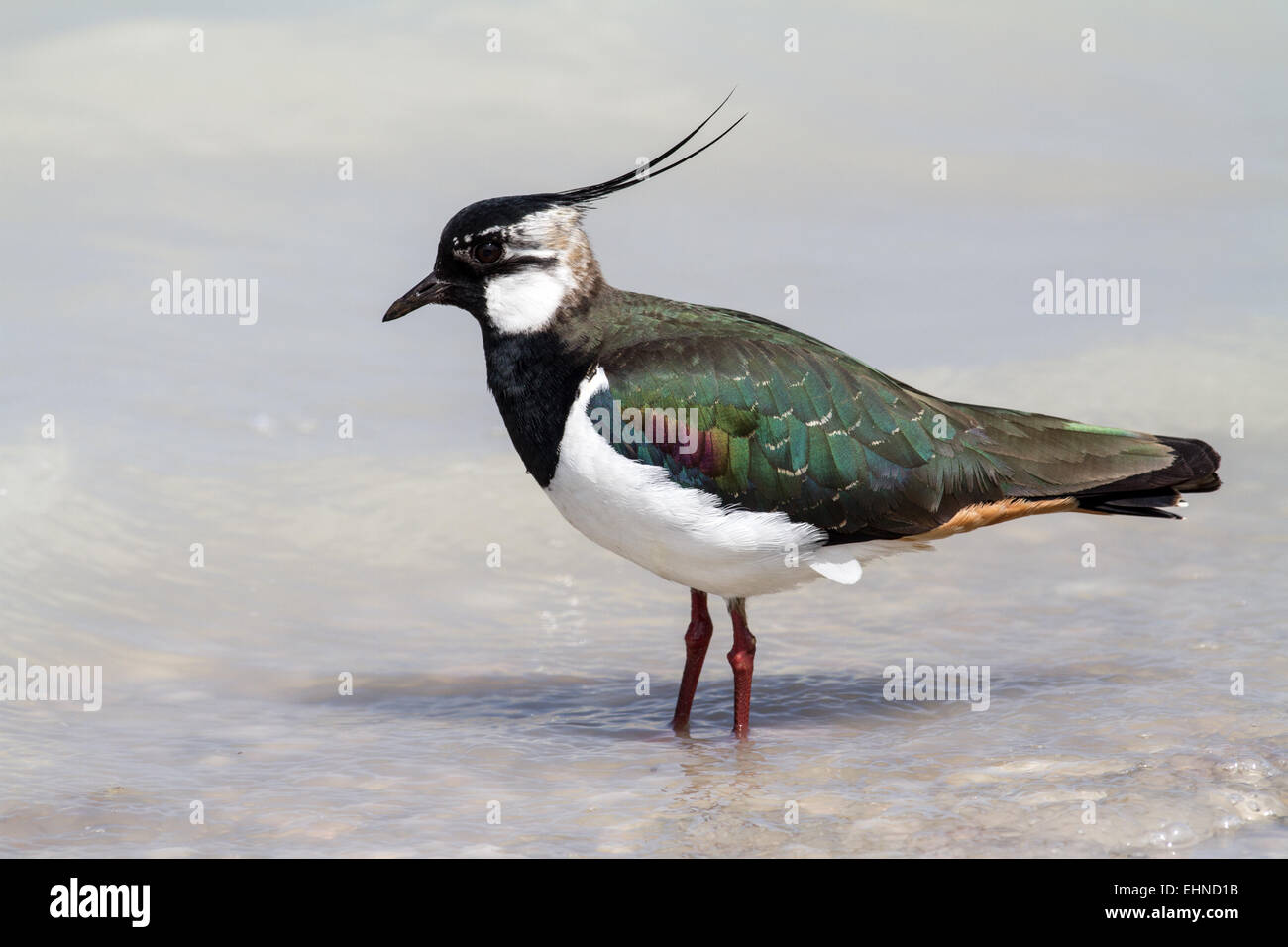 Lapwing hi-res stock photography and images - Alamy