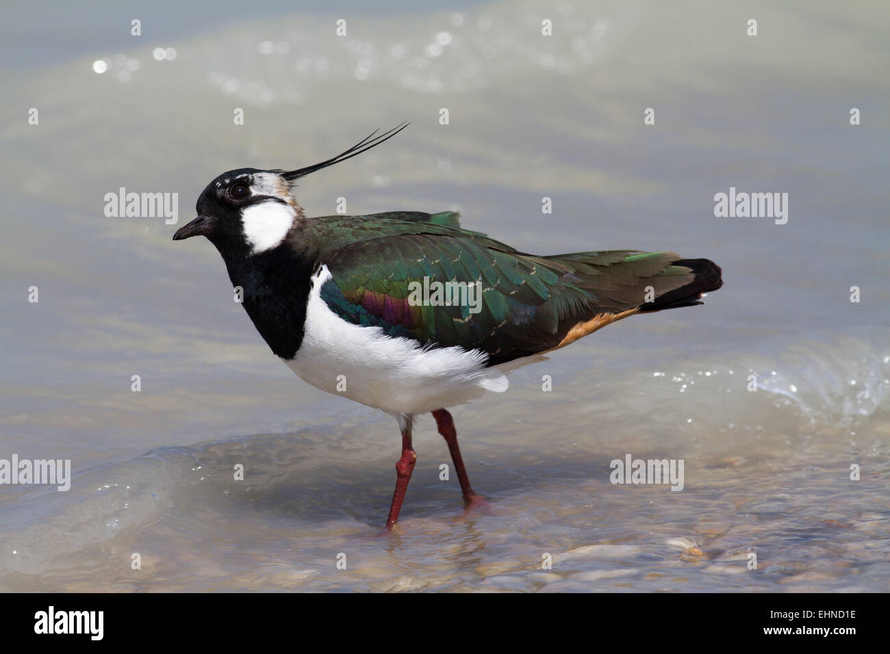 Vogel icon hi-res stock photography and images - Alamy