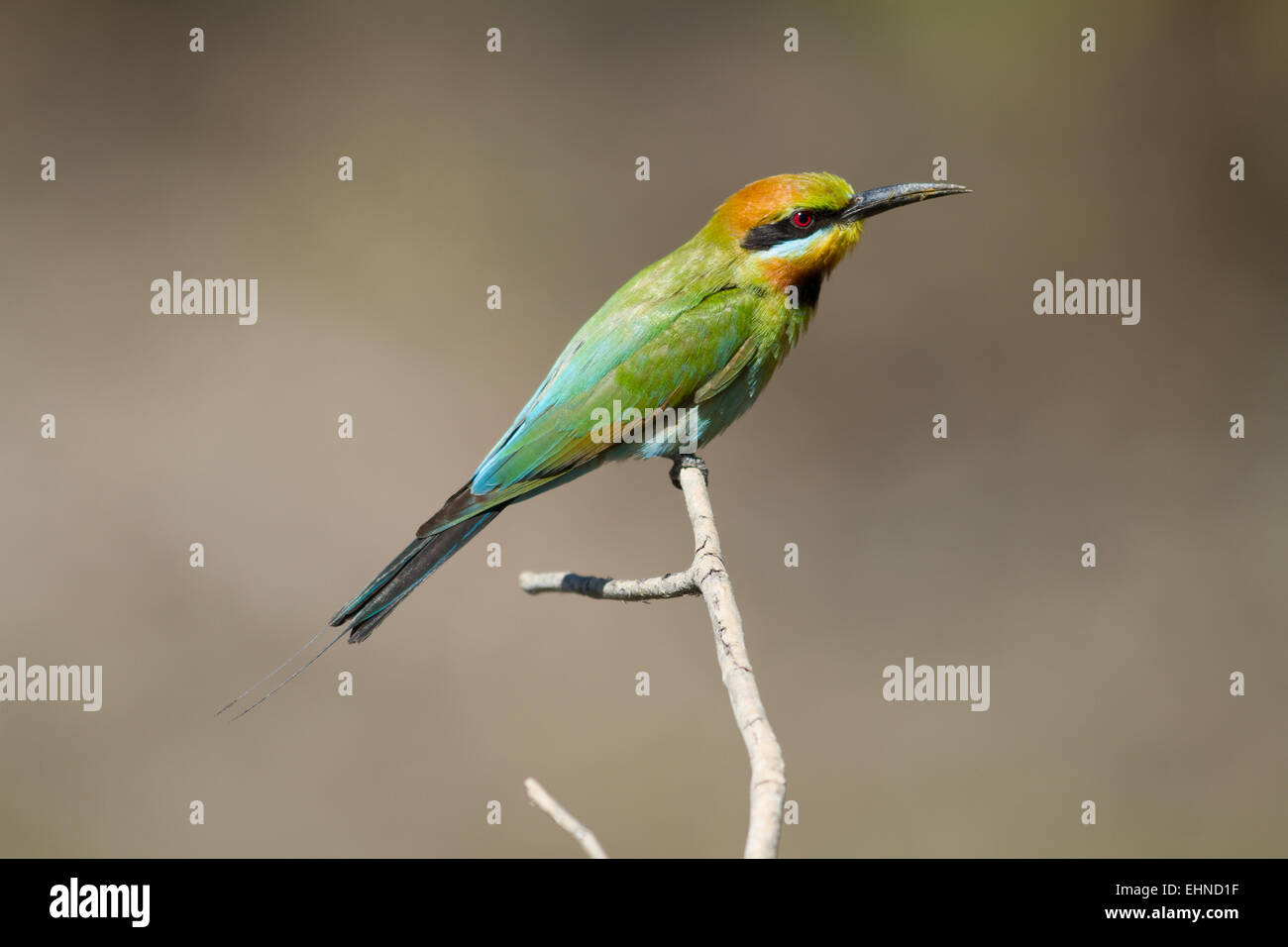 Rainbow bee hi-res stock photography and images - Alamy