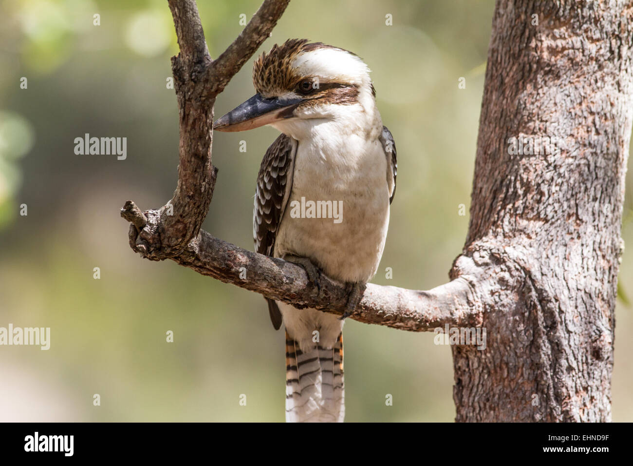 Laughing animals hi-res stock photography and images - Alamy