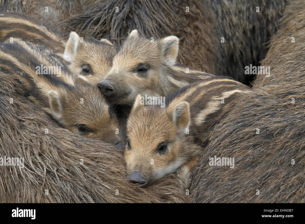 Wildschwein ferkel hi-res stock photography and images - Alamy