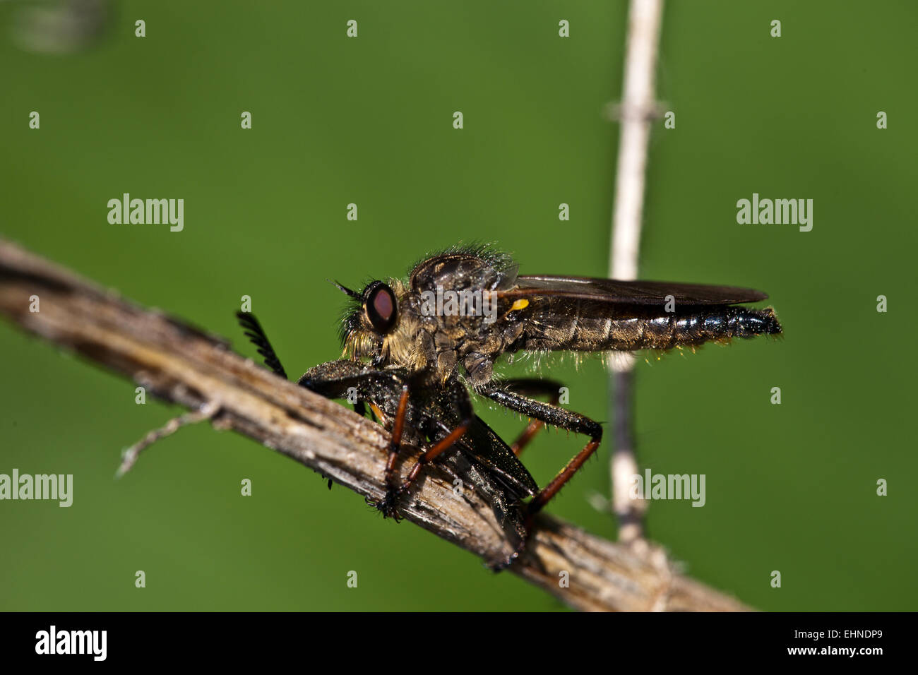 Robber fly with prey Stock Photo - Alamy