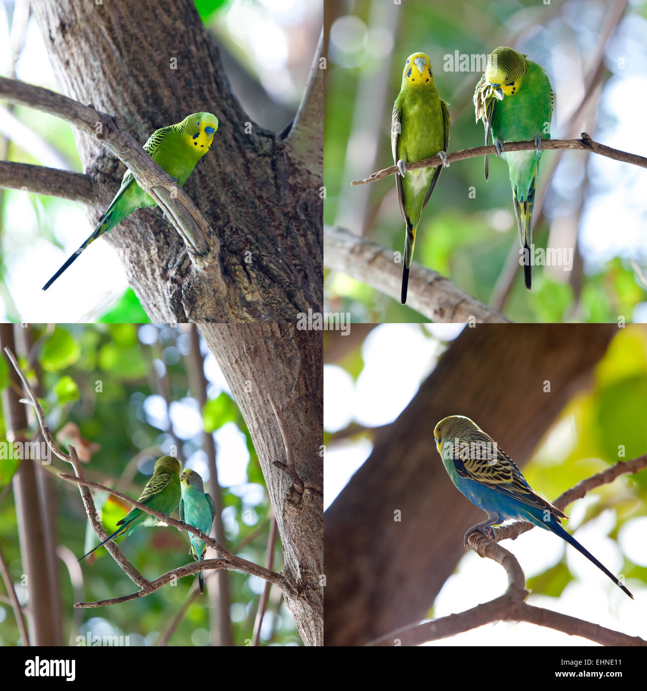 Budgerigars , shell parakeet on branch Stock Photo - Alamy