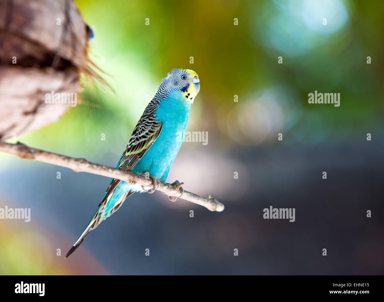 shell parakeet on a branch Stock Photo - Alamy