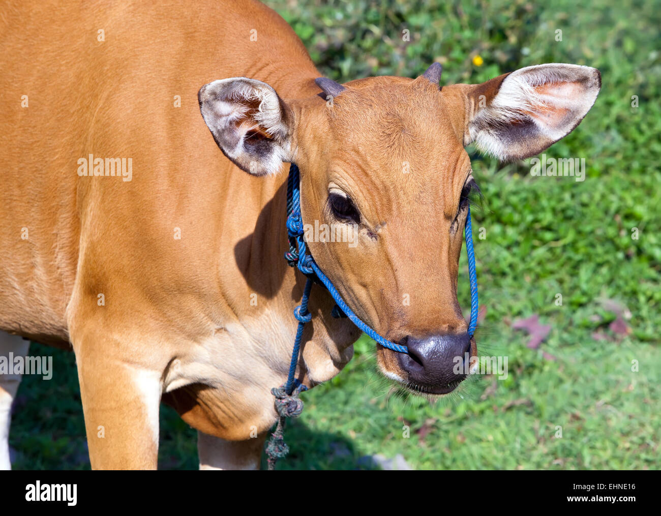 Calf on a solar meadow Stock Photo - Alamy