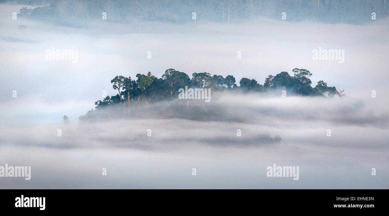 Islands of rain forest trees emerging from morning mist in the Danum ...