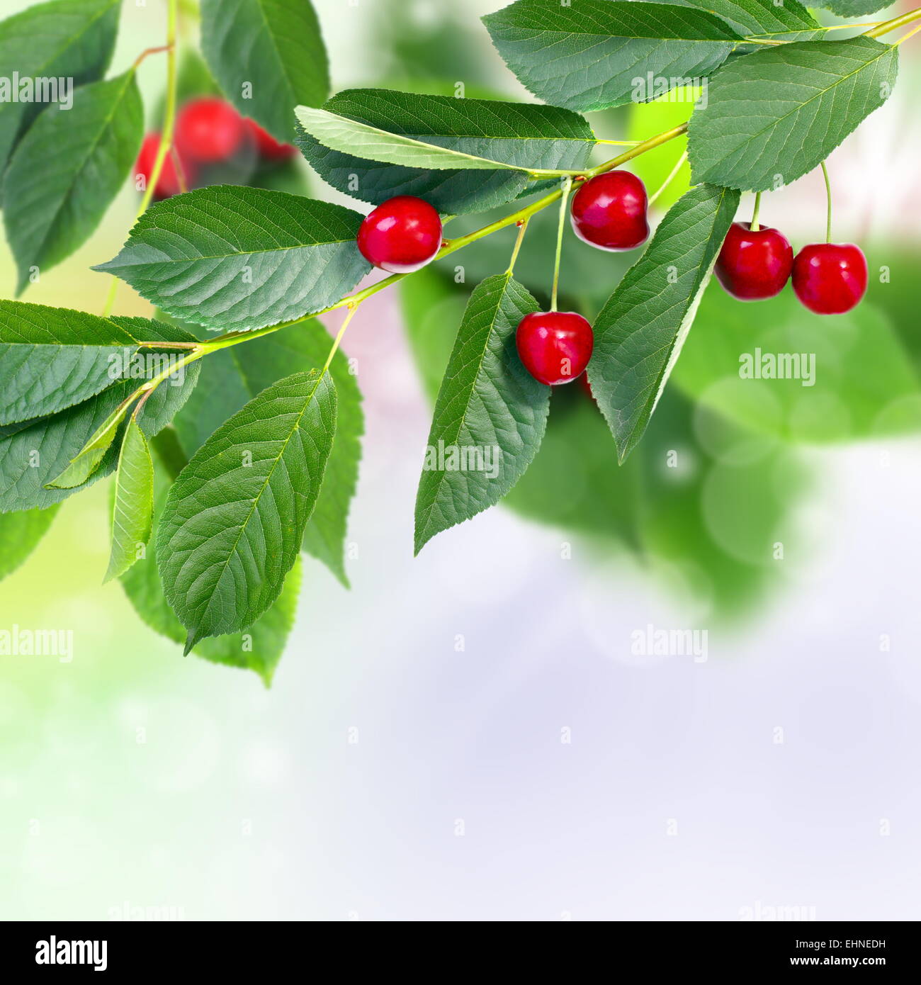 Cherry collage hi-res stock photography and images - Alamy