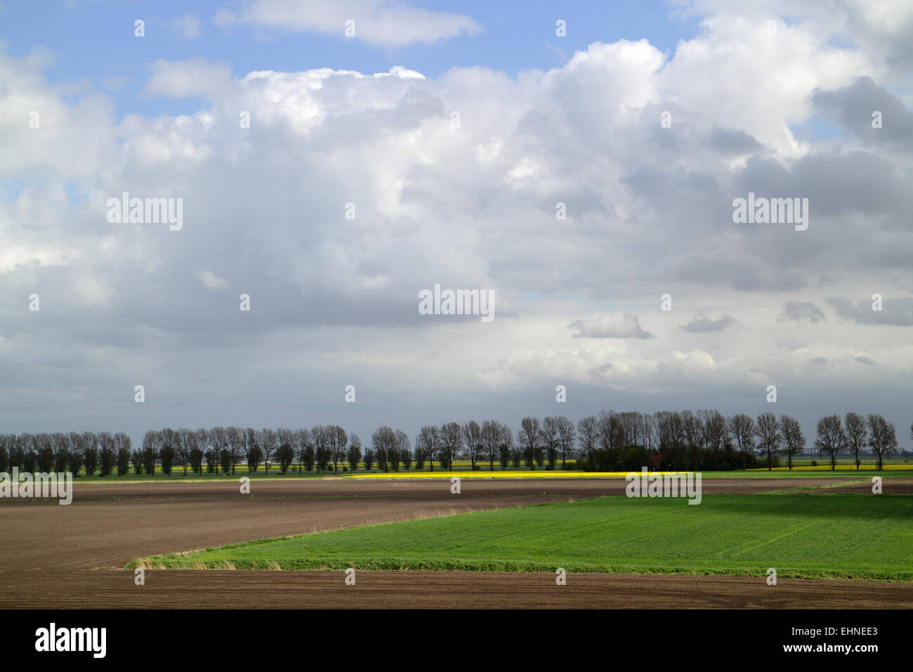 Small rapeseed field Stock Photo - Alamy
