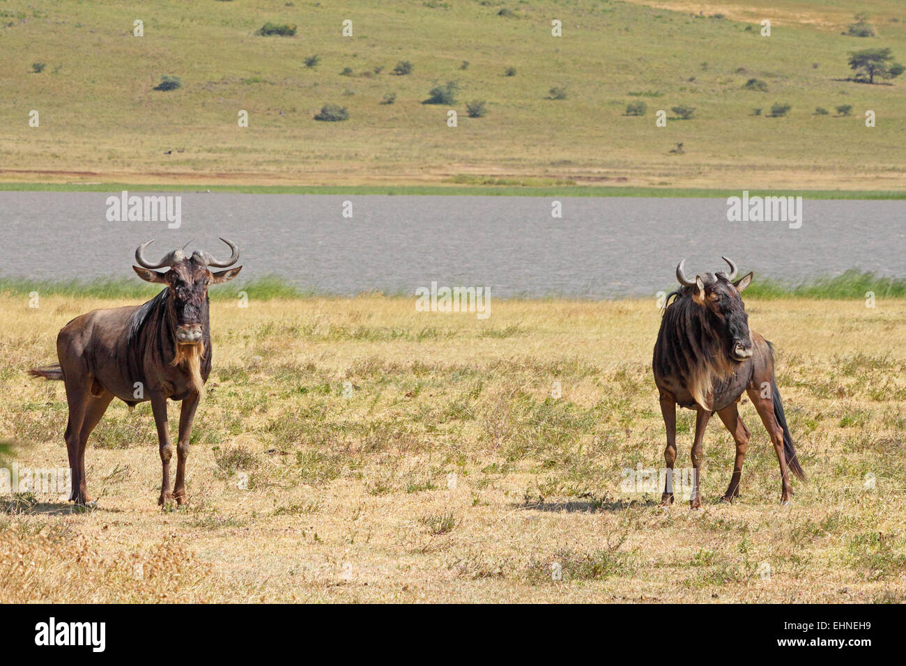 Two blue wildebeests, Connochaetes taurinus, standing near a small lake ...