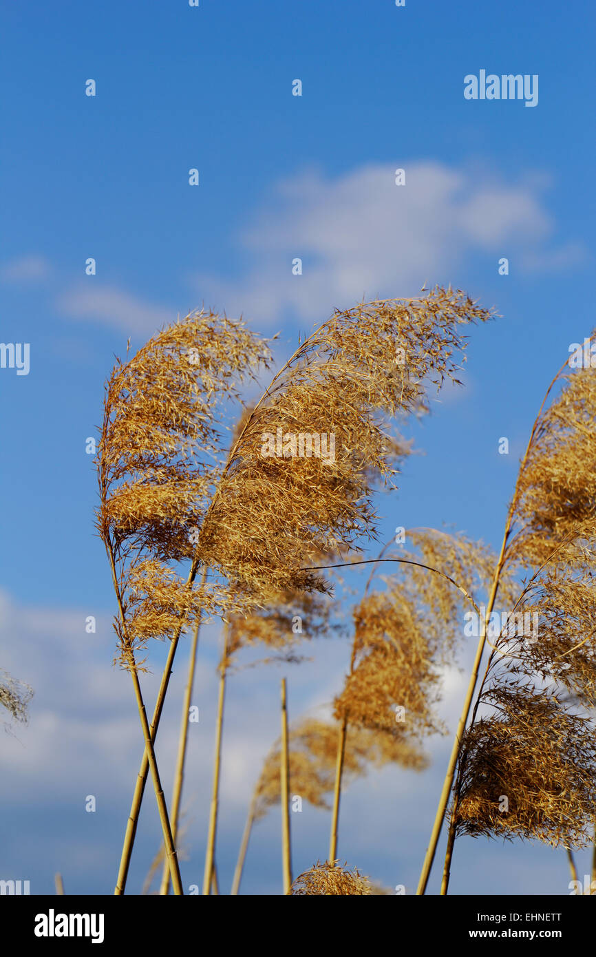 Warm weather bright weather hi-res stock photography and images - Alamy