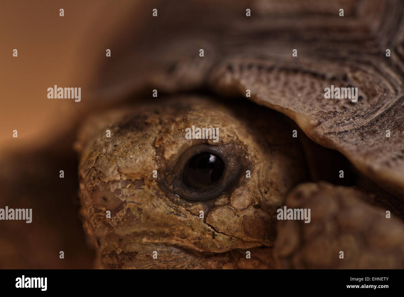 African Spurred Tortoise eye macro (close-up Stock Photo - Alamy