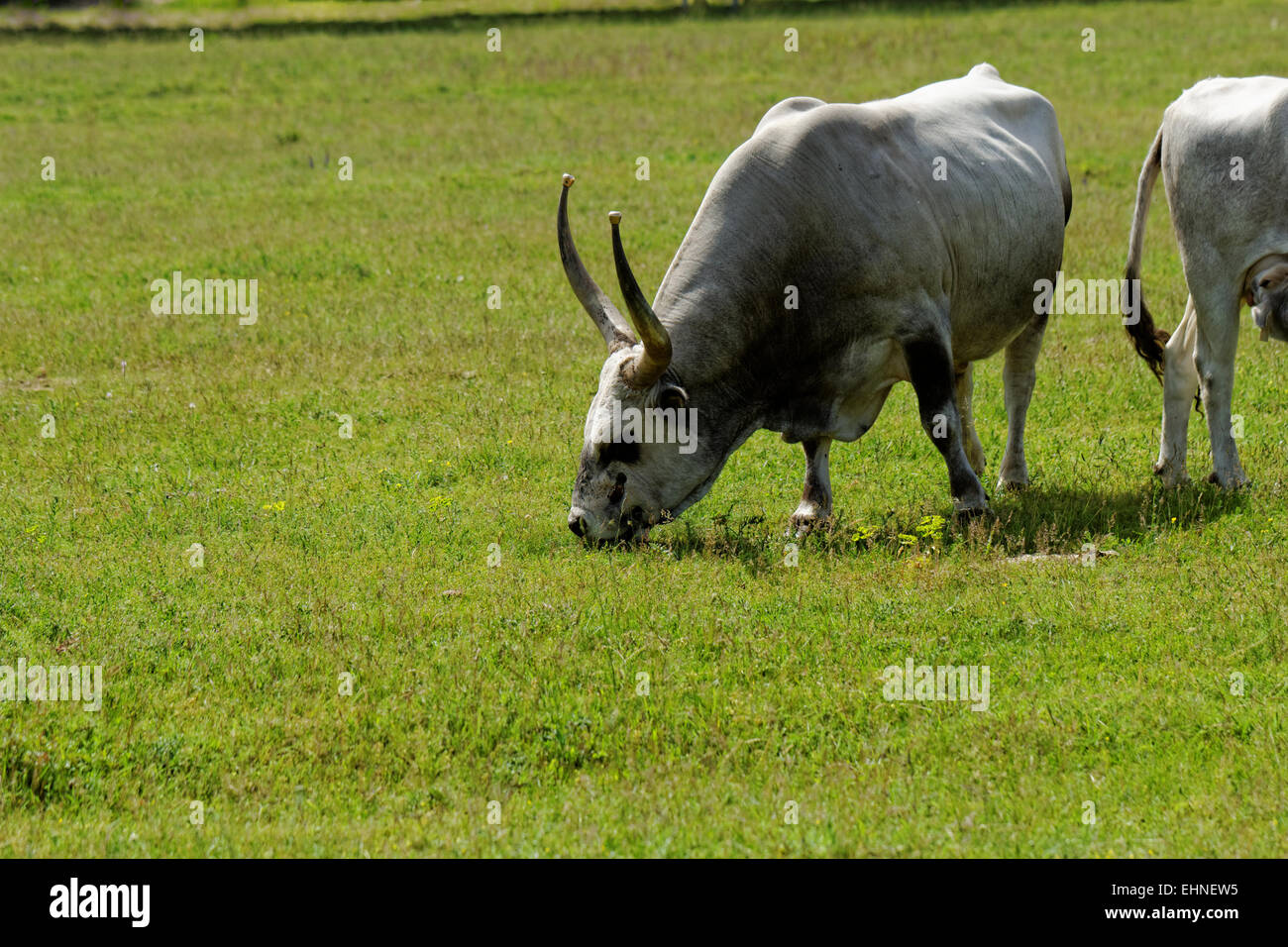 Ruminant Hungarian gray cattle bull on grass Stock Photo - Alamy