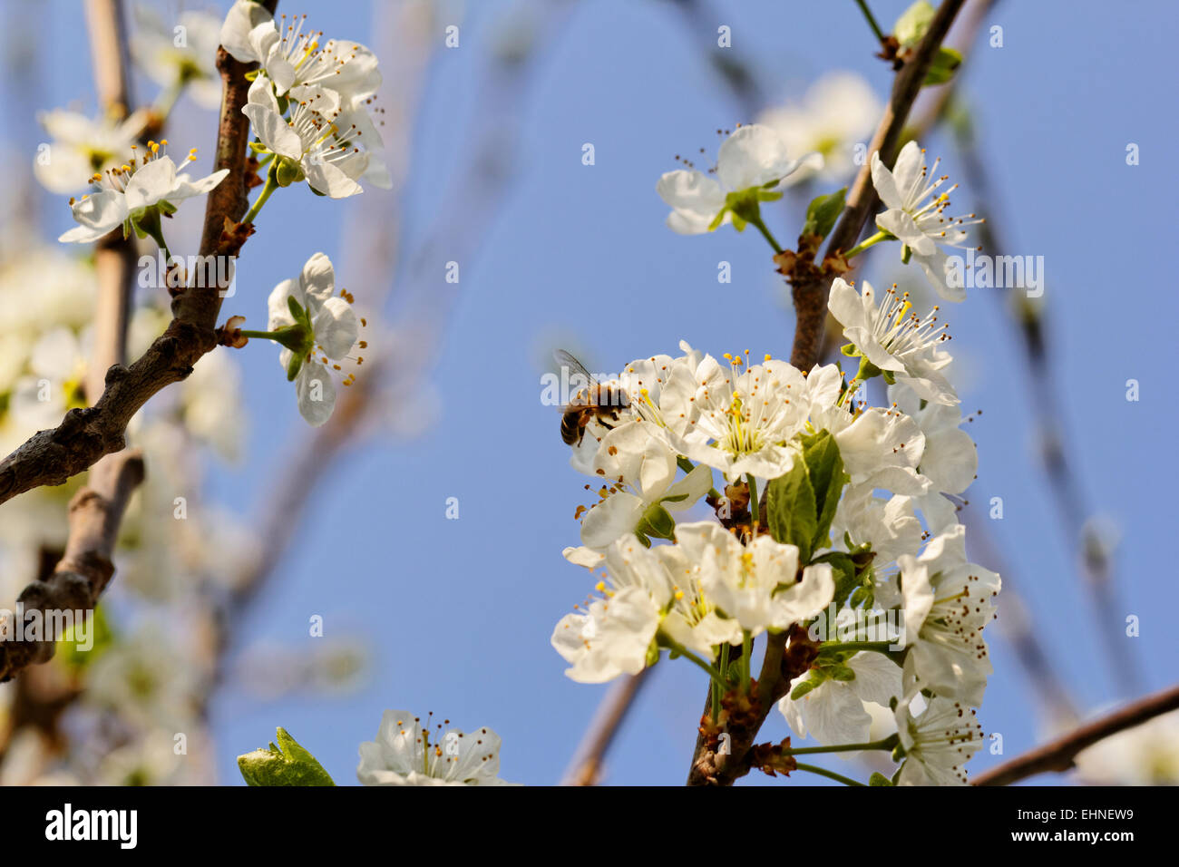 blossom tree with a bee pollination Stock Photo - Alamy