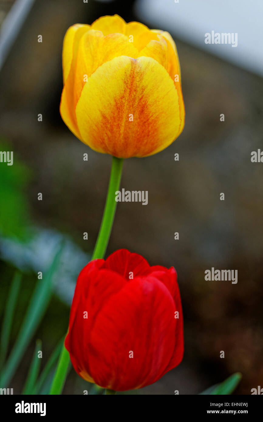 two yellow and red tulips in a garden Stock Photo - Alamy