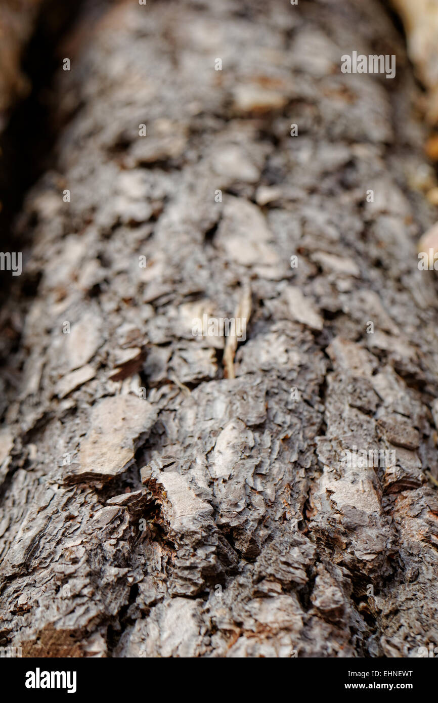 Beautiful pine bark hi-res stock photography and images - Alamy