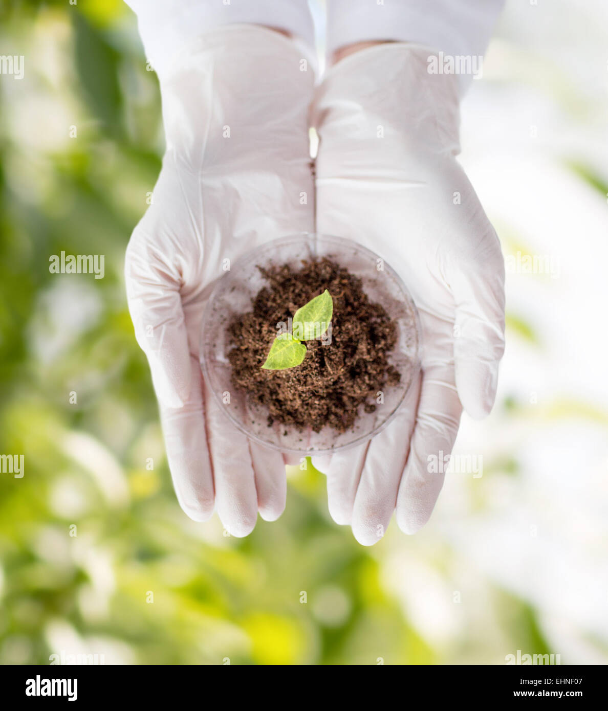 close up of scientist hands with plant and soil Stock Photo - Alamy