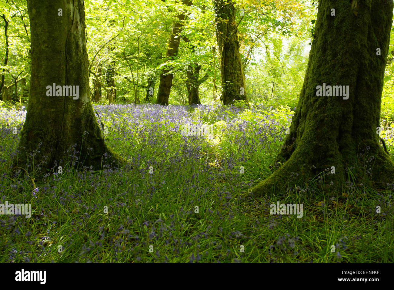 Bluebell woods at spring Uk Devon Stock Photo - Alamy
